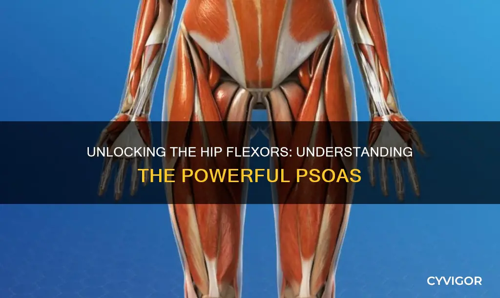 Unlocking The Hip Flexors: Understanding The Powerful Psoas | CyVigor