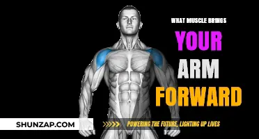 Understanding Arm Abduction: Key Muscles Involved In Shoulder Movement ...
