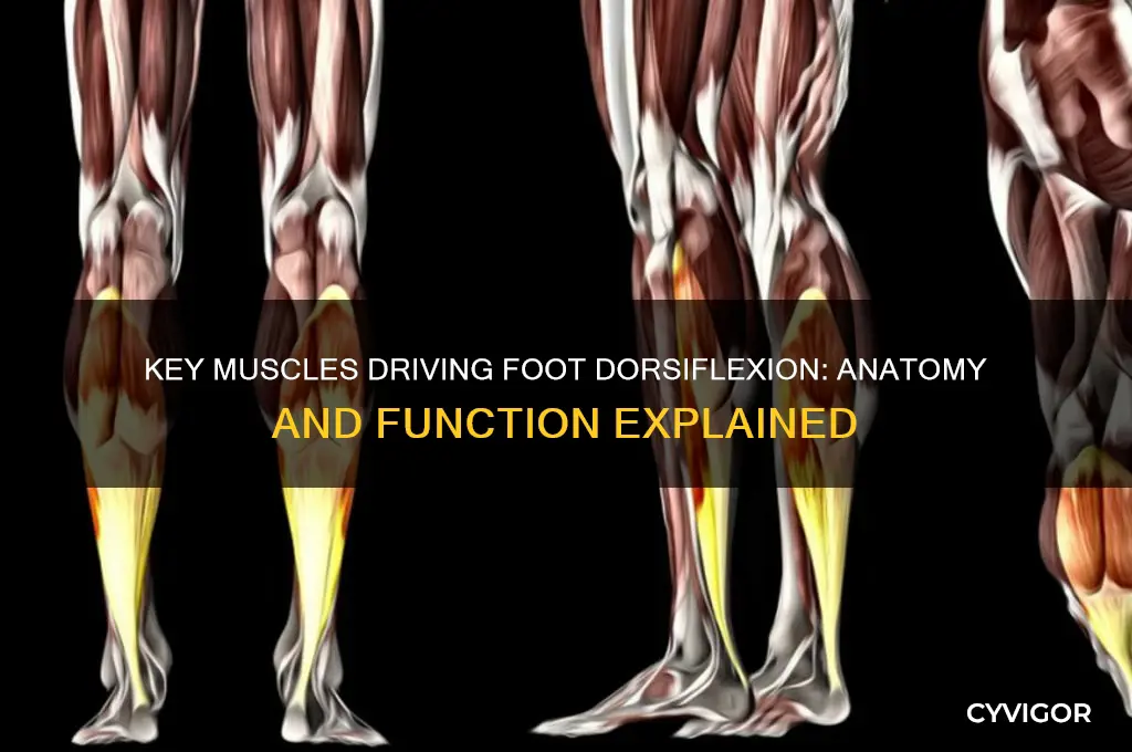 Key Muscles Driving Foot Dorsiflexion: Anatomy And Function Explained ...