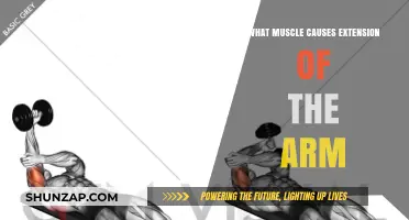 Understanding The Triceps: Key Muscle For Elbow Extension Explained ...