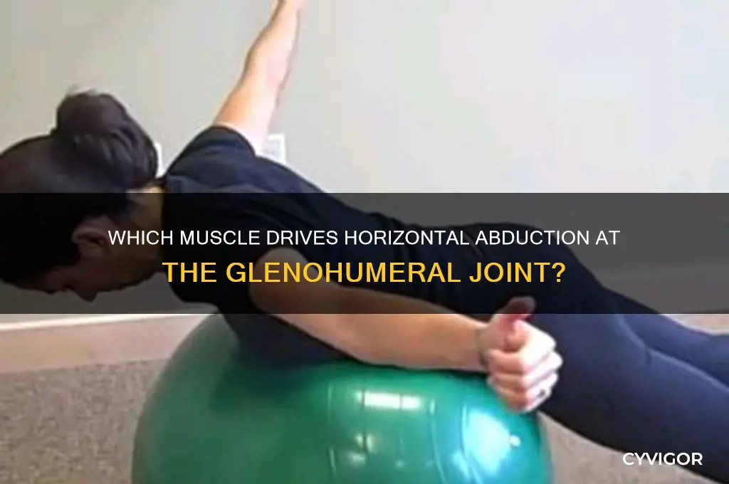Which Muscle Drives Horizontal Abduction At The Glenohumeral Joint ...
