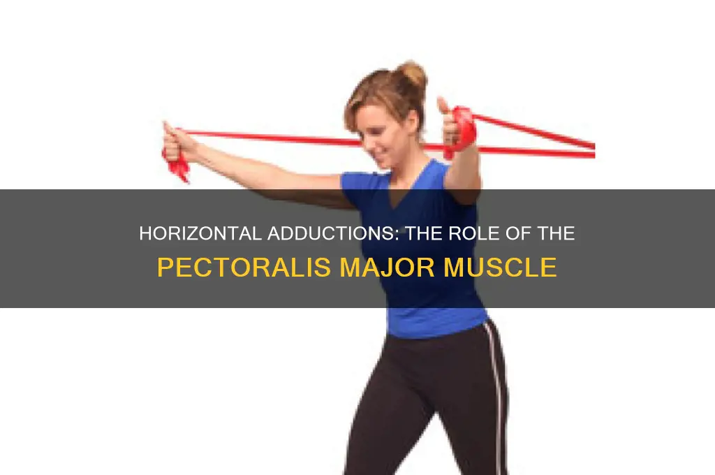 Horizontal Adductions: The Role Of The Pectoralis Major Muscle | CyVigor