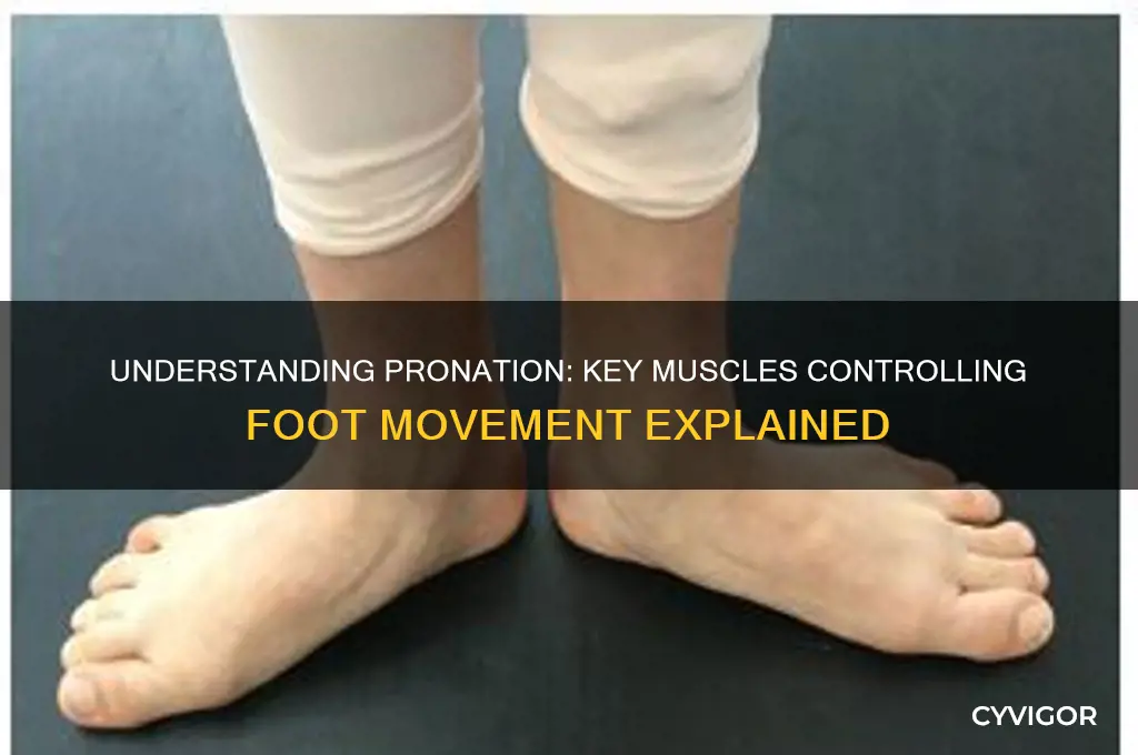 Understanding Pronation: Key Muscles Controlling Foot Movement ...