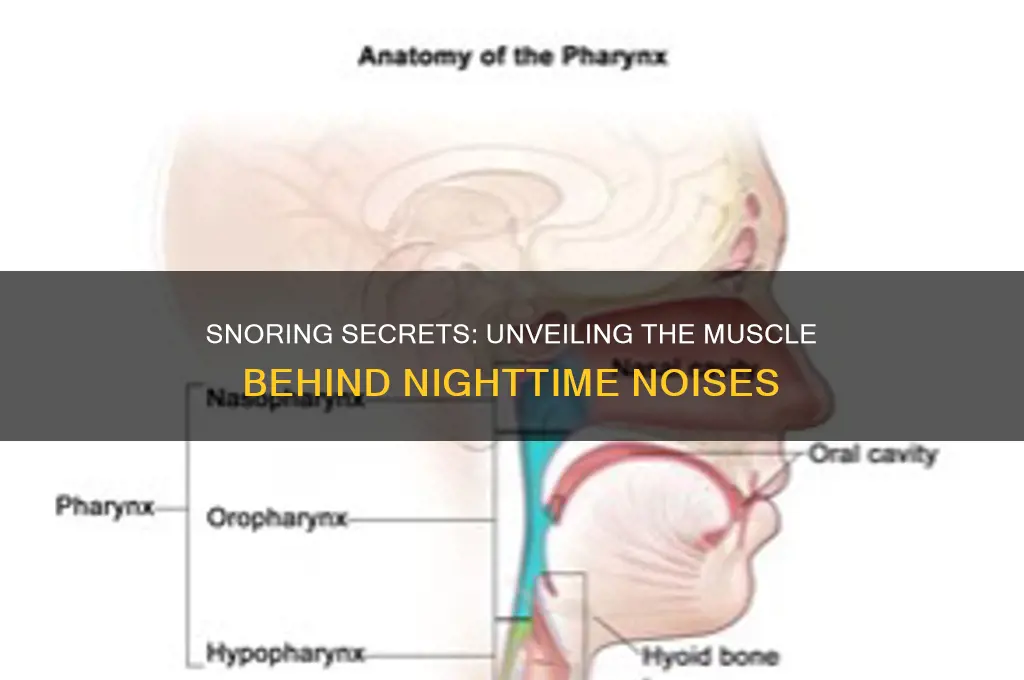 Snoring Secrets: Unveiling The Muscle Behind Nighttime Noises | CyVigor