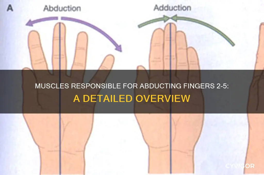 Muscles Responsible For Abducting Fingers 2-5: A Detailed Overview ...