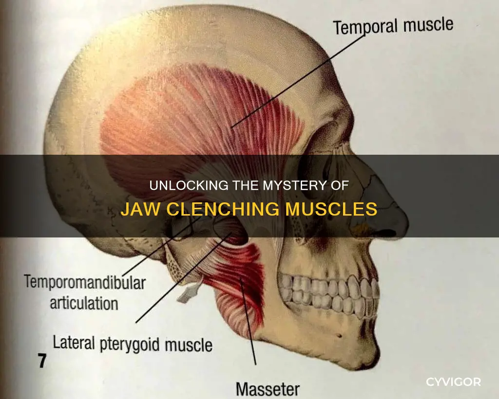 Unlocking The Mystery Of Jaw Clenching Muscles | CyVigor