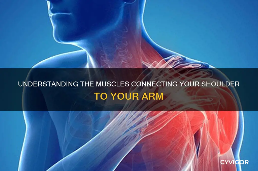 Understanding The Muscles Connecting Your Shoulder To Your Arm | CyVigor