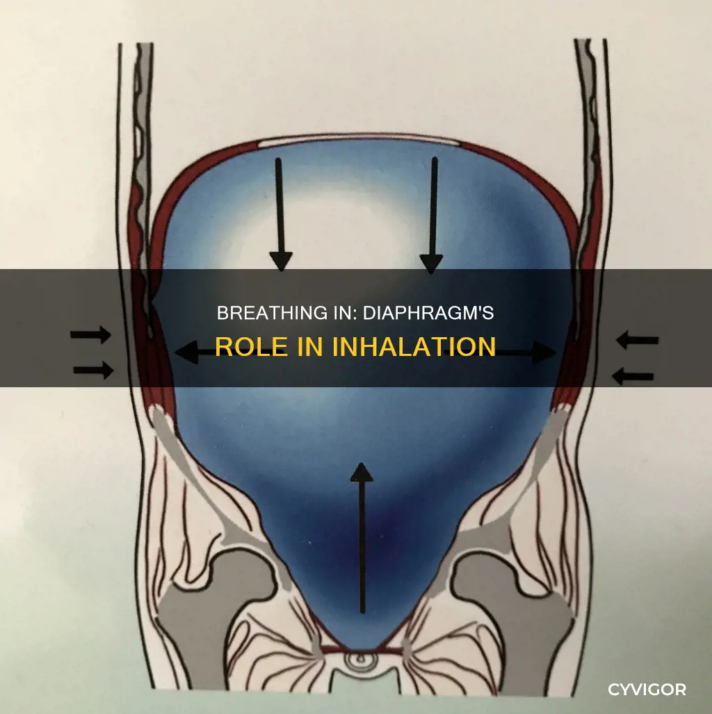 Breathing In: Diaphragm's Role In Inhalation | CyVigor