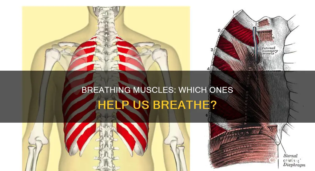 Breathing Muscles: Which Ones Help Us Breathe? | CyVigor