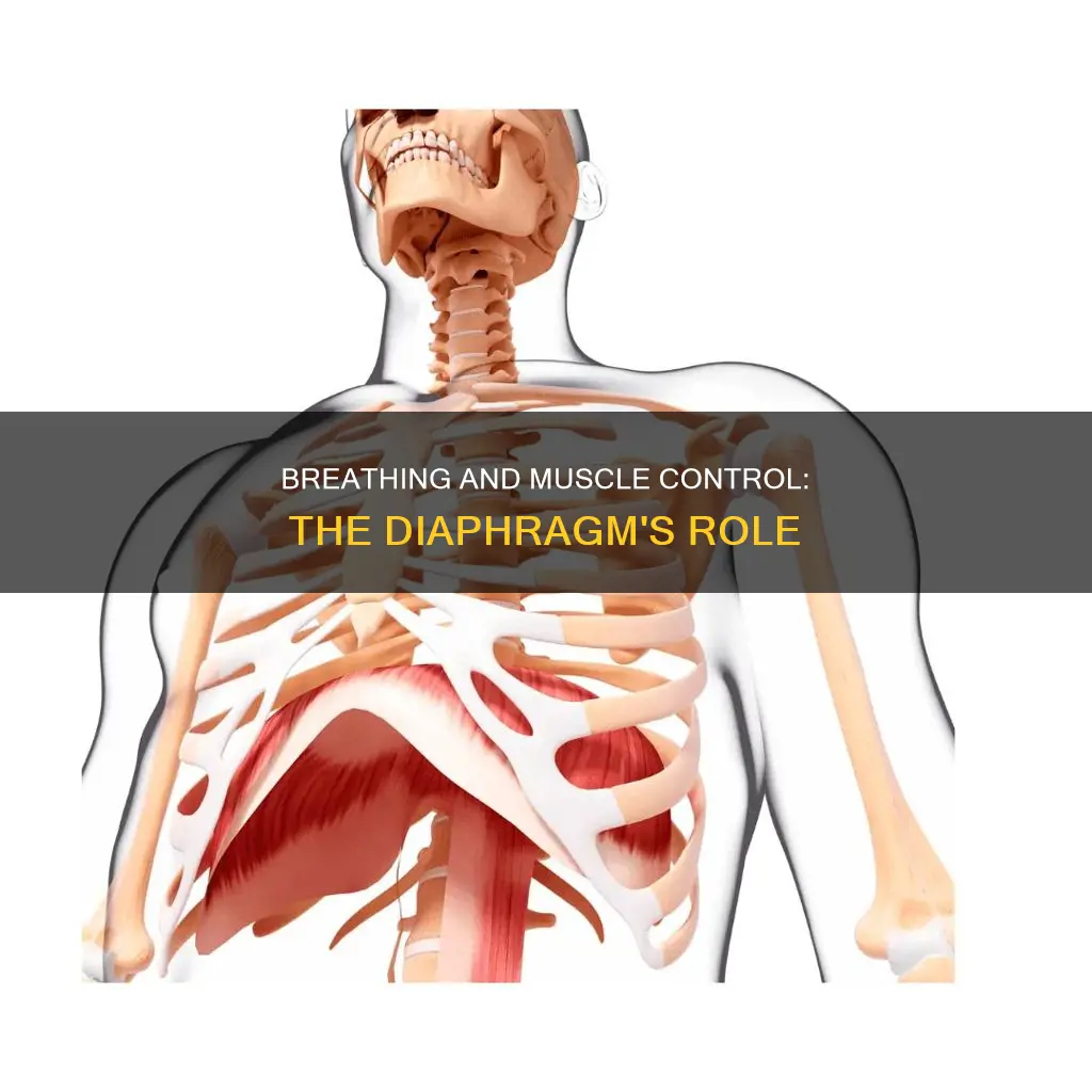 Breathing And Muscle Control: The Diaphragm's Role | CyVigor