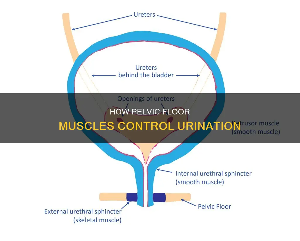 How Pelvic Floor Muscles Control Urination | CyVigor