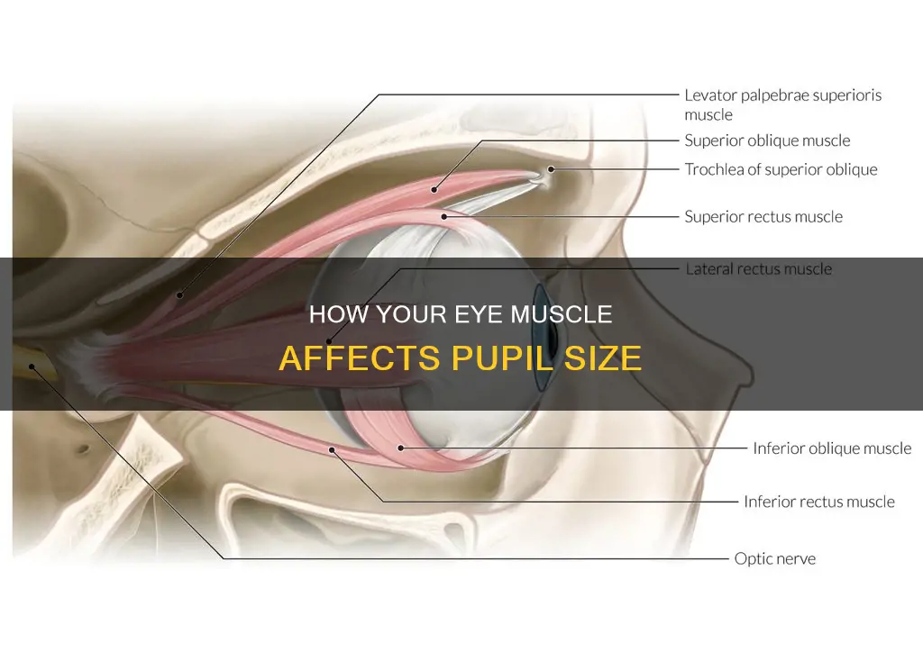 How Your Eye Muscle Affects Pupil Size | CyVigor