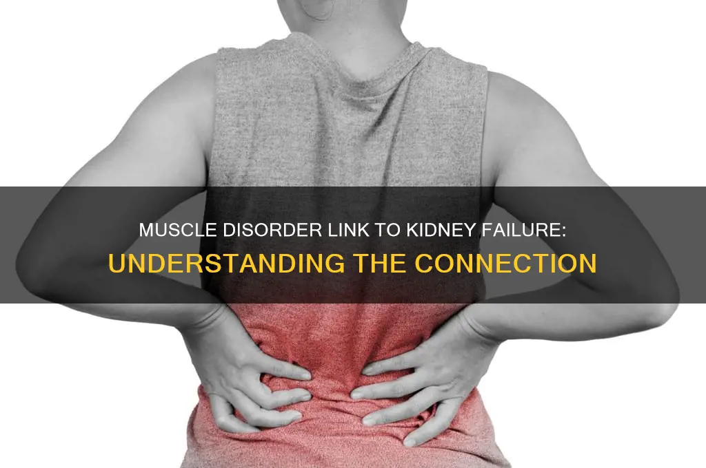 Muscle Disorder Link To Kidney Failure: Understanding The Connection ...