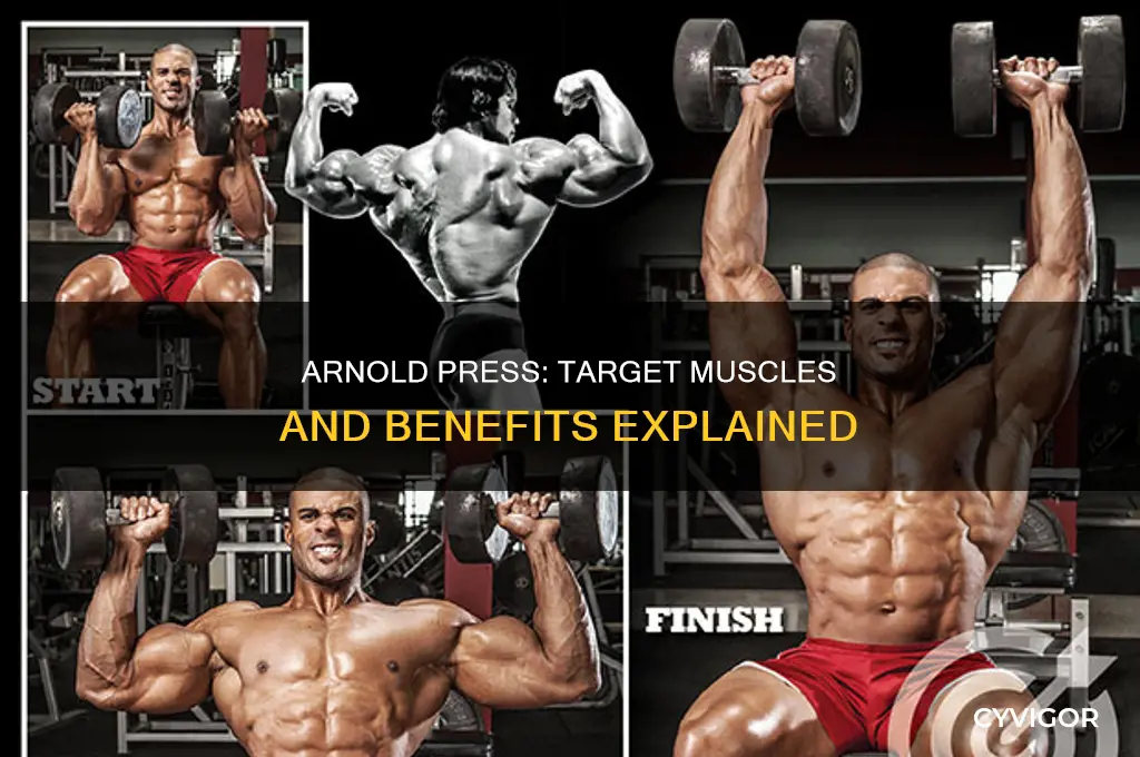 Arnold Press: Target Muscles And Benefits Explained | CyVigor