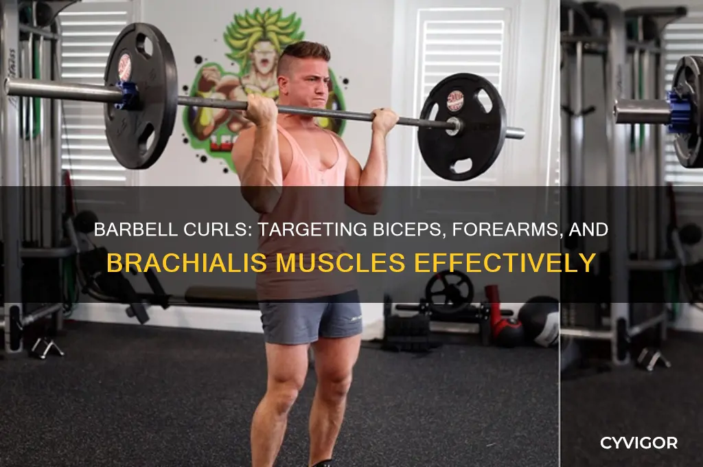 Barbell Curls: Targeting Biceps, Forearms, And Brachialis Muscles ...