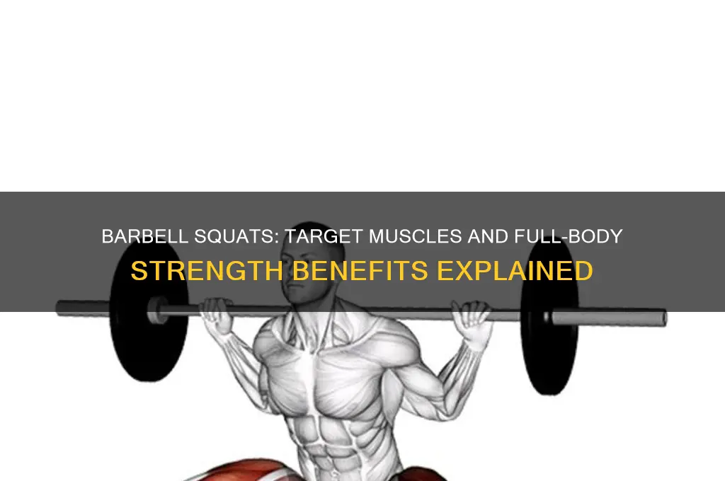 Barbell Squats: Target Muscles And Full-Body Strength Benefits ...