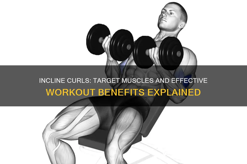 Incline Curls: Target Muscles And Effective Workout Benefits Explained ...