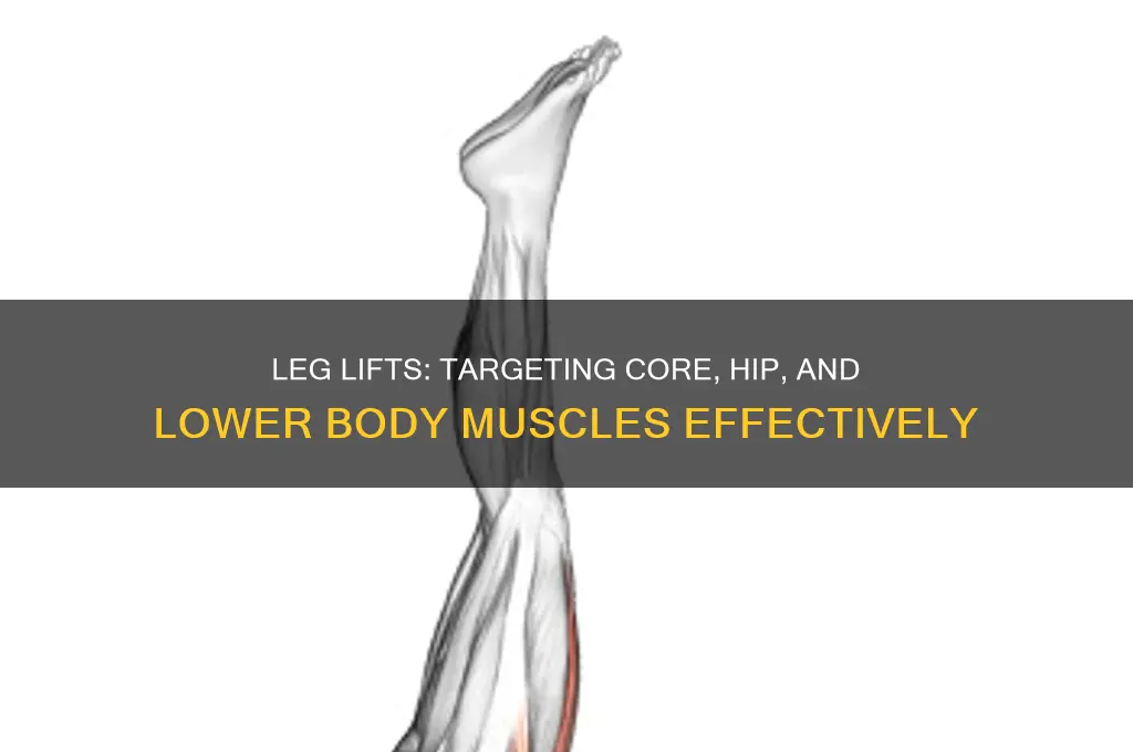 Leg Lifts: Targeting Core, Hip, And Lower Body Muscles Effectively ...