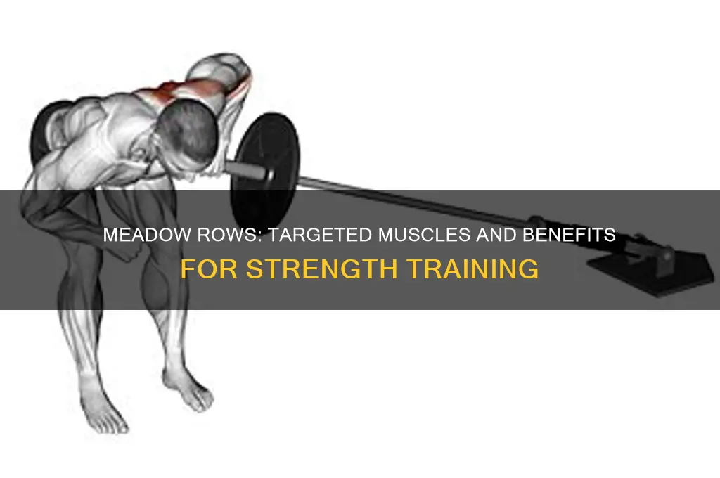 Meadow Rows: Targeted Muscles And Benefits For Strength Training | CyVigor