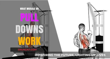 Shoulder Taps: Targeted Muscles And Core Engagement Explained | CyVigor