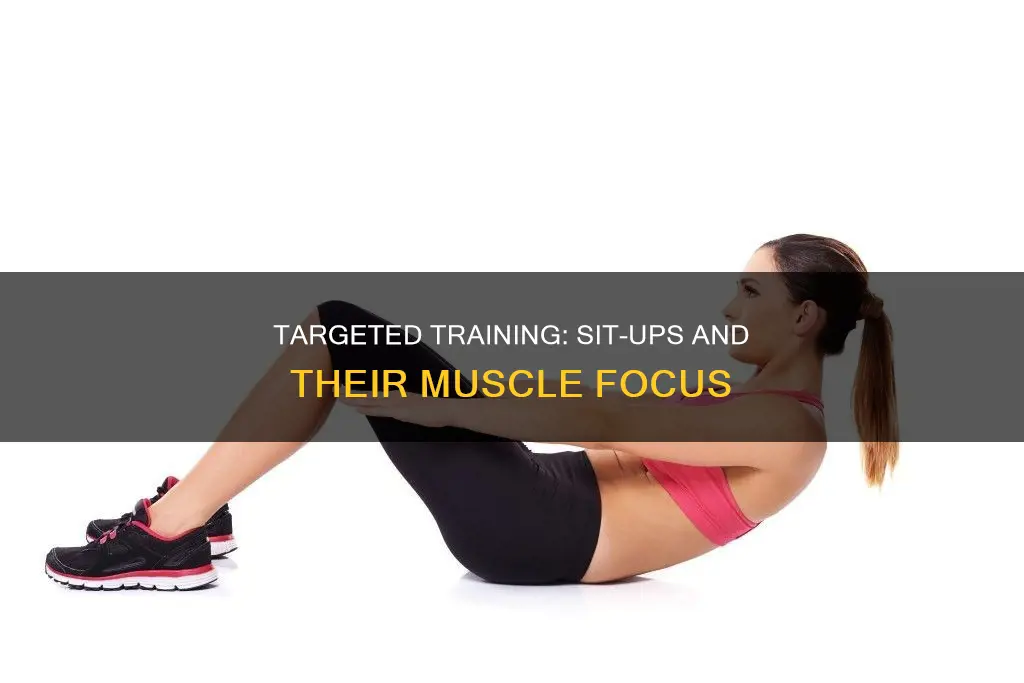 Targeted Training: Sit-Ups And Their Muscle Focus | CyVigor
