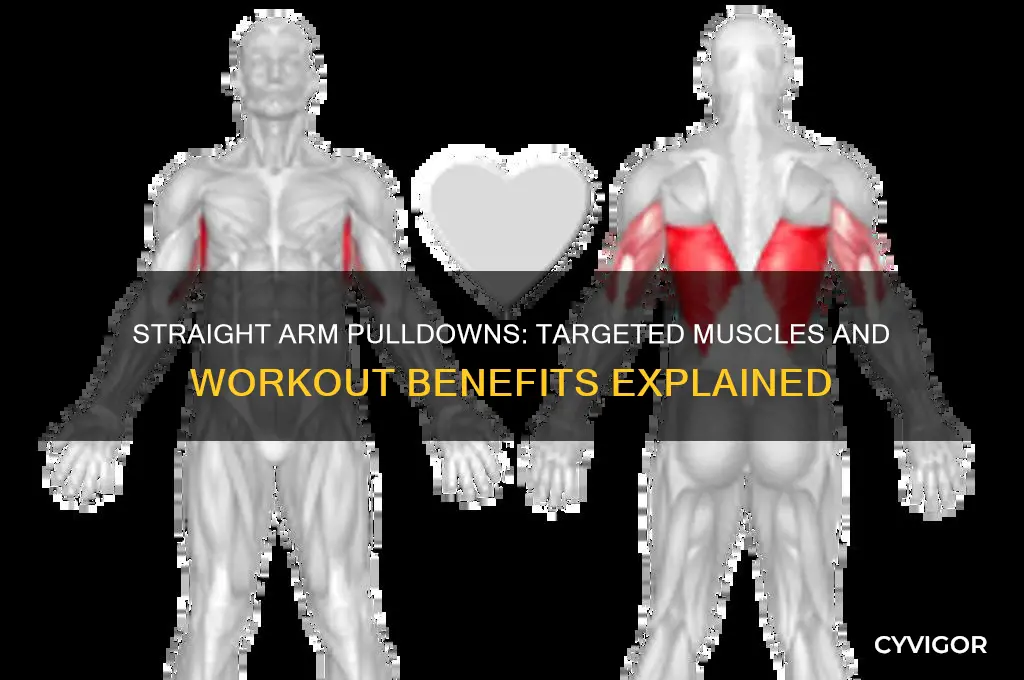 Straight Arm Pulldowns: Targeted Muscles And Workout Benefits Explained ...