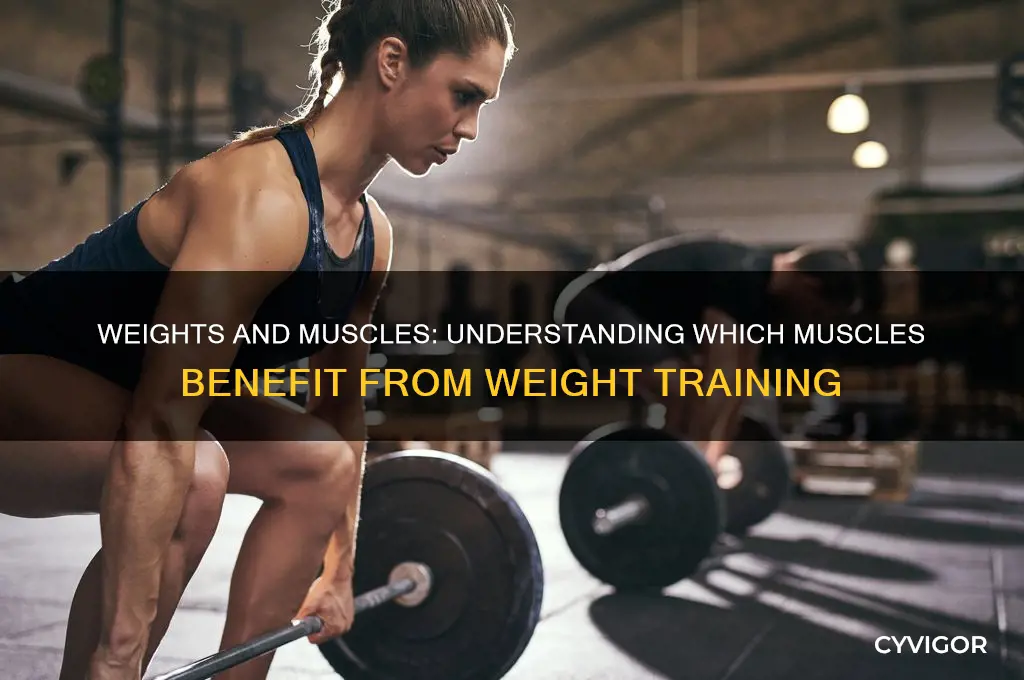 Weights And Muscles: Understanding Which Muscles Benefit From Weight ...