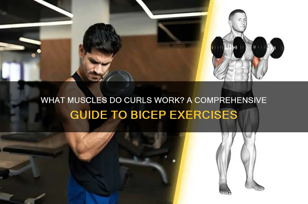 What Muscles Do Curls Work? A Comprehensive Guide To Bicep Exercises ...