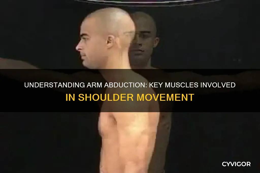 Understanding Arm Abduction: Key Muscles Involved In Shoulder Movement ...