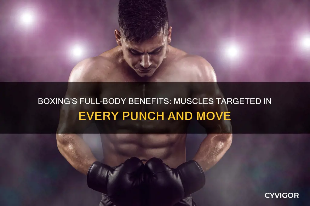 Boxing's Full-Body Benefits: Muscles Targeted In Every Punch And Move ...