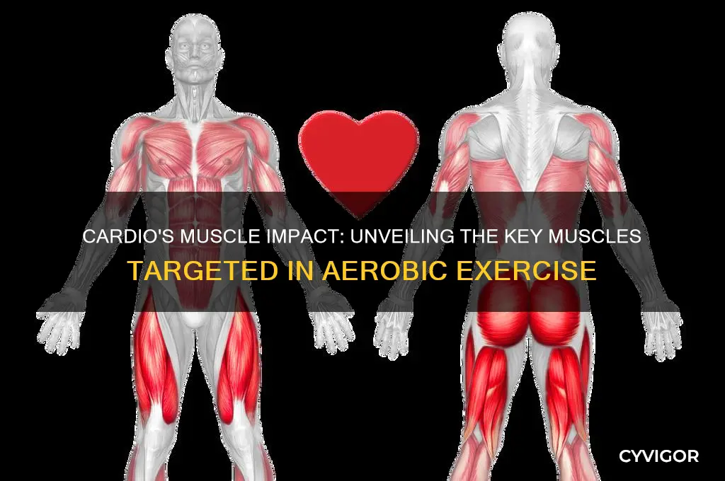 Cardio's Muscle Impact: Unveiling The Key Muscles Targeted In Aerobic ...