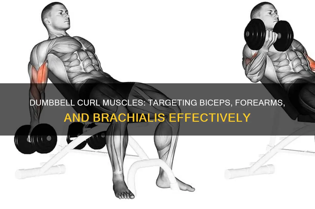 Dumbbell Curl Muscles: Targeting Biceps, Forearms, And Brachialis ...