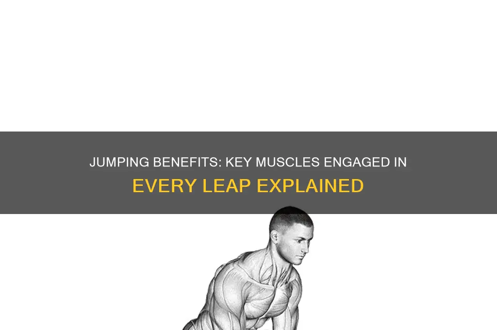 Jumping Benefits: Key Muscles Engaged In Every Leap Explained | CyVigor