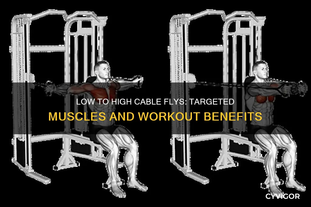 Low To High Cable Flys: Targeted Muscles And Workout Benefits | CyVigor