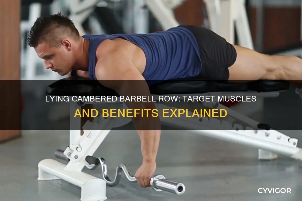 Lying Cambered Barbell Row: Target Muscles And Benefits Explained | CyVigor