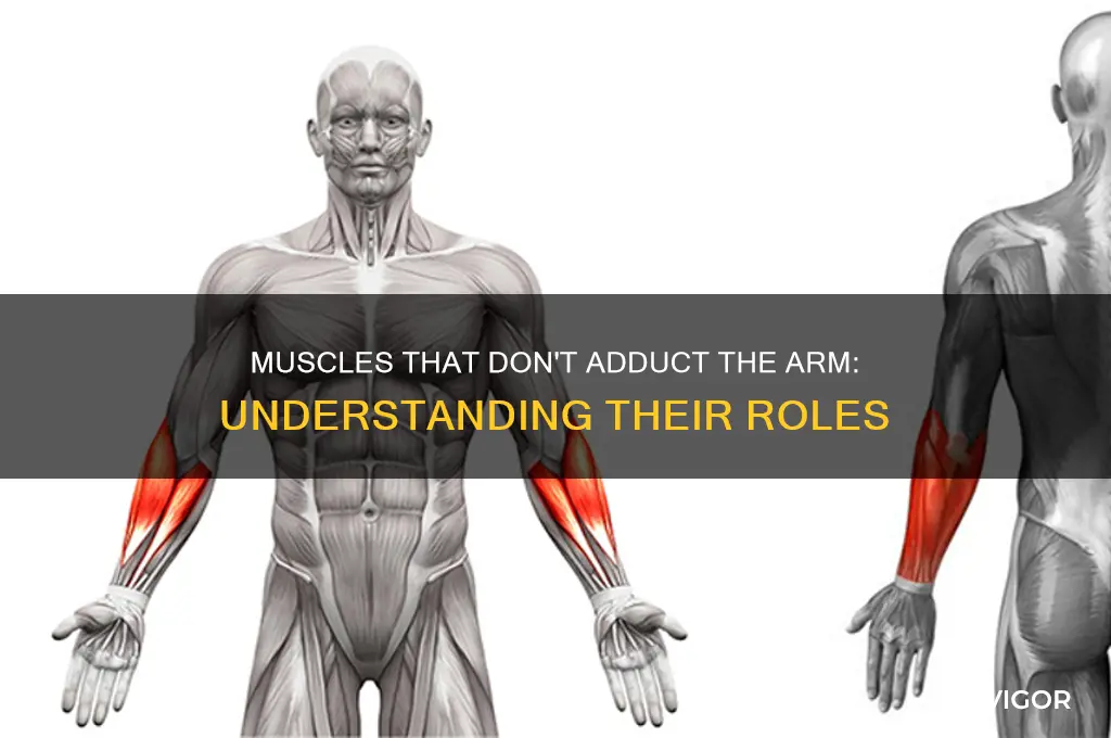 Muscles That Don't Adduct The Arm: Understanding Their Roles | CyVigor