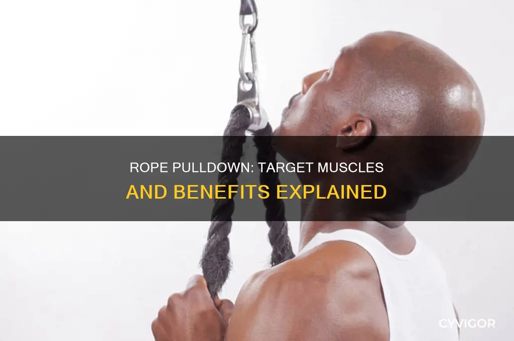 Rope Pulldown: Target Muscles And Benefits Explained | CyVigor