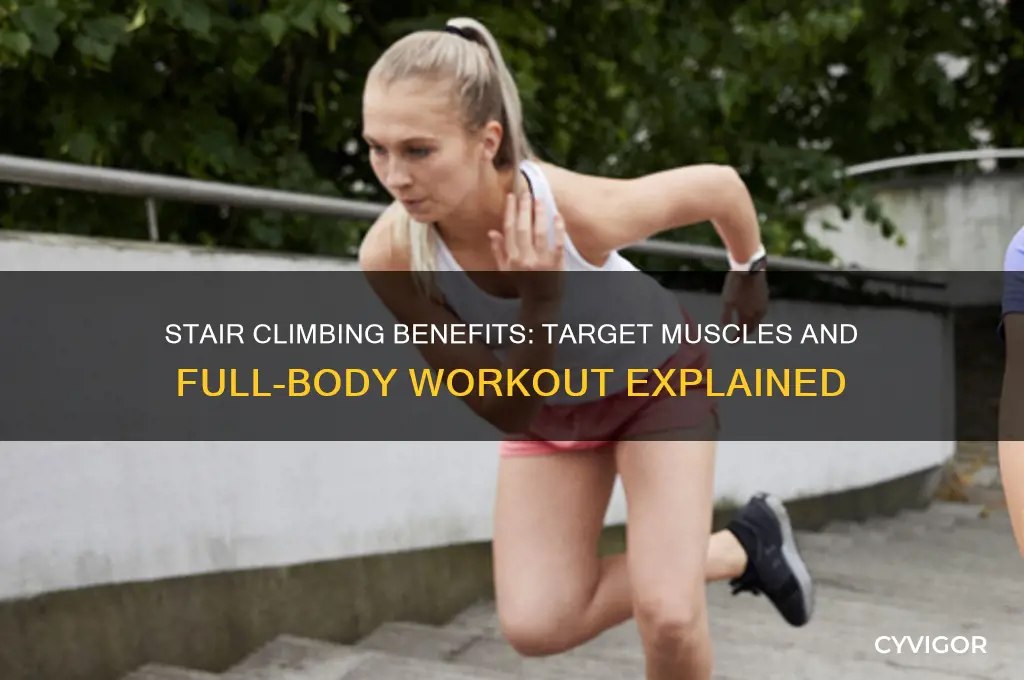 Stair Climbing Benefits: Target Muscles And Full-Body Workout Explained ...