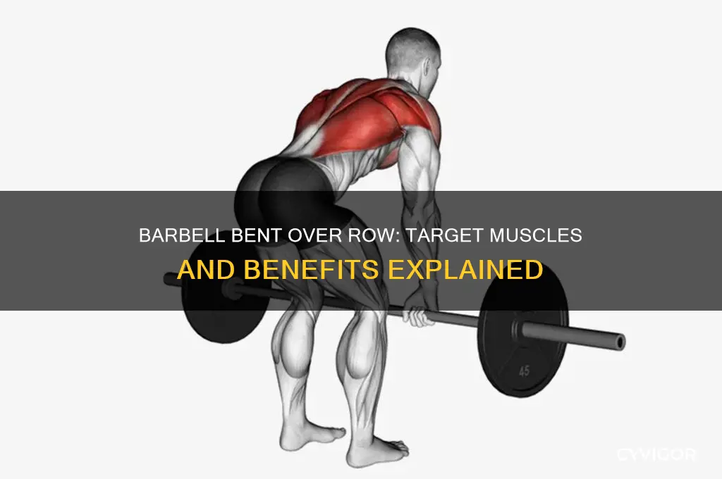 Barbell Bent Over Row: Target Muscles And Benefits Explained | CyVigor