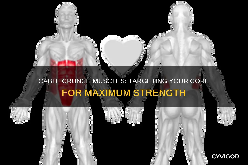 Cable Crunch Muscles: Targeting Your Core For Maximum Strength | CyVigor