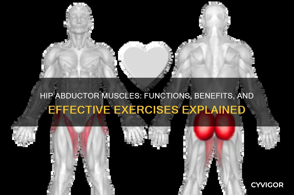 Hip Abductor Muscles: Functions, Benefits, And Effective Exercises ...