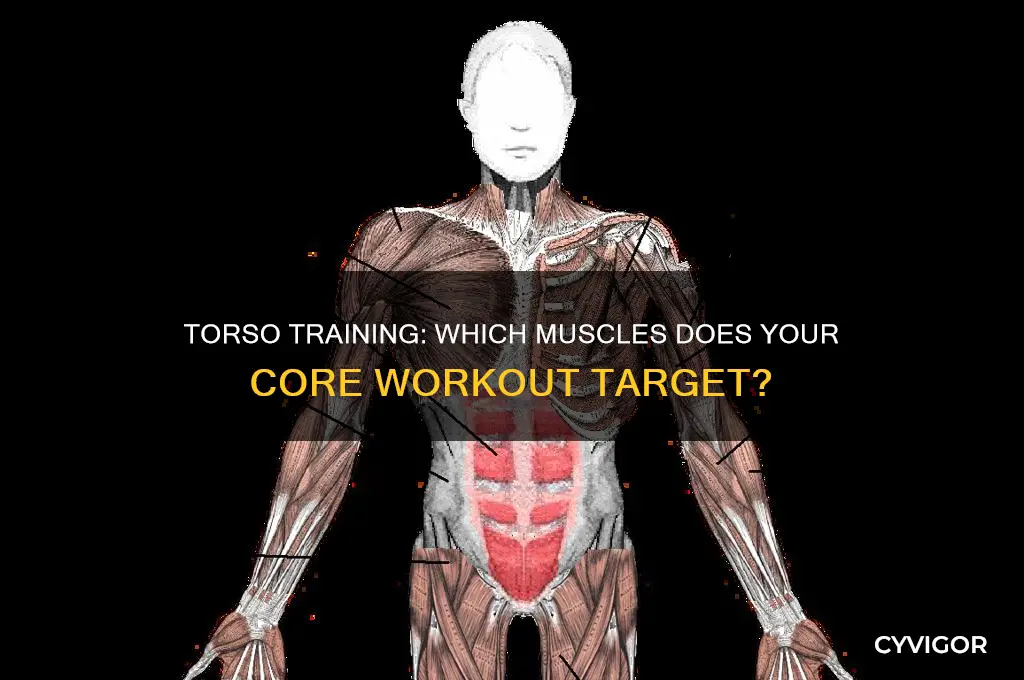 Torso Training: Which Muscles Does Your Core Workout Target? | CyVigor