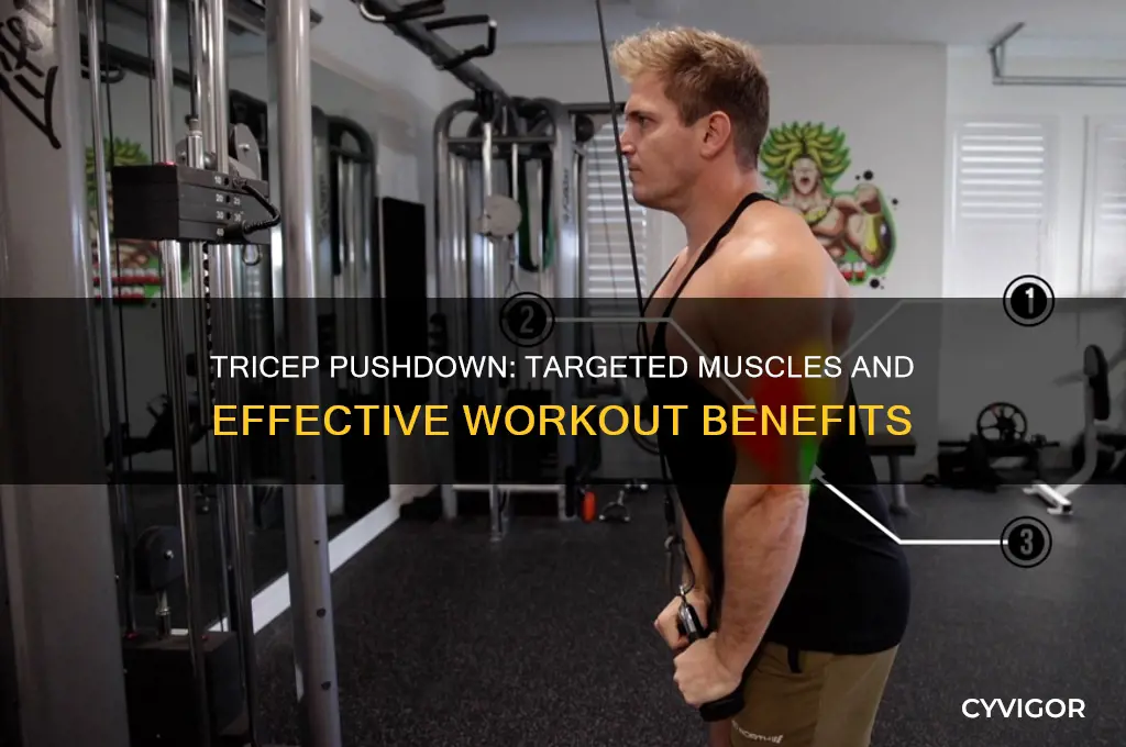 Tricep Pushdown: Targeted Muscles And Effective Workout Benefits | CyVigor
