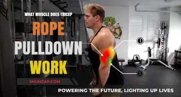 Underhand Rows: Target Muscles And Benefits For Strength Training | CyVigor