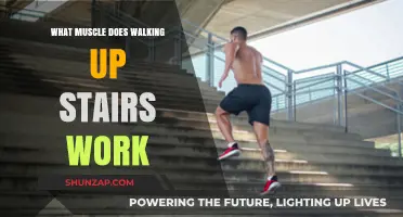 Understanding Muscle Function: Which Muscles Work During Exercise ...