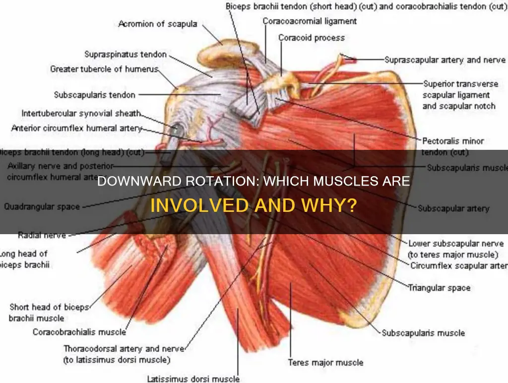 Downward Rotation: Which Muscles Are Involved And Why? | CyVigor