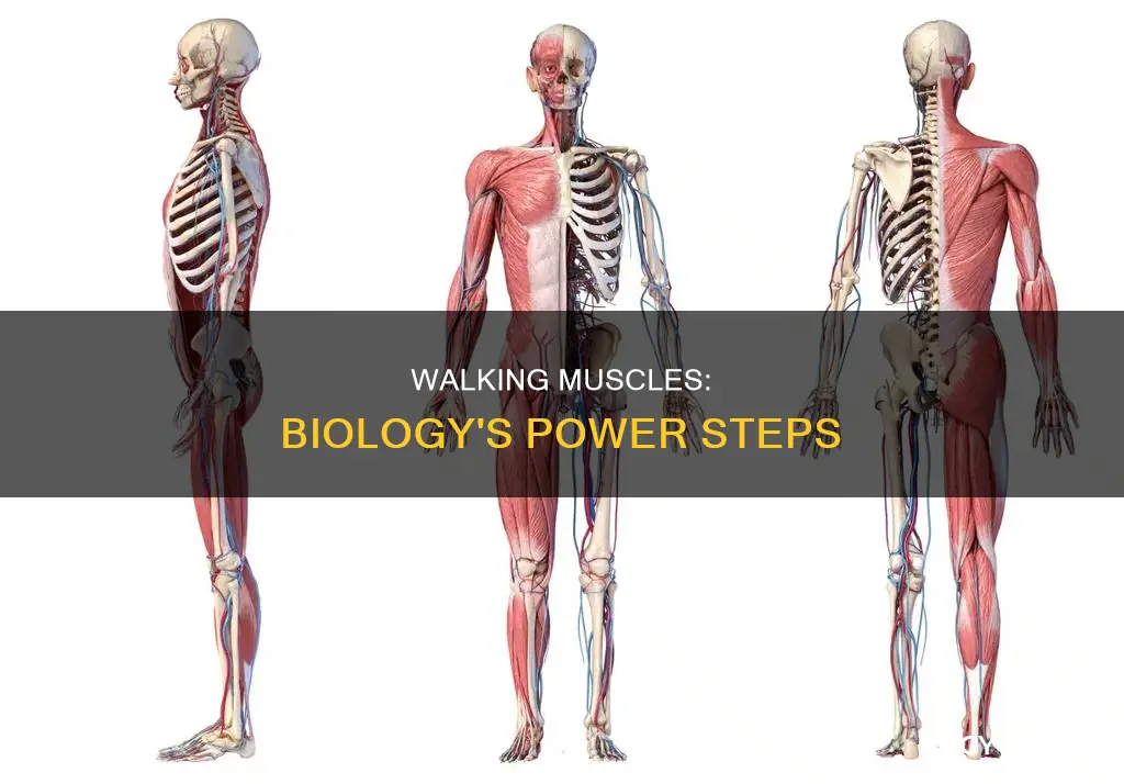 Walking Muscles: Biology's Power Steps | CyVigor