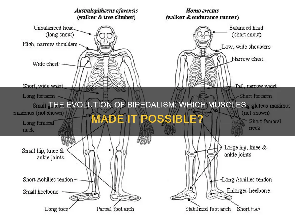 The Evolution Of Bipedalism: Which Muscles Made It Possible? | CyVigor