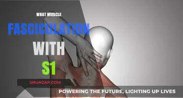 Extending Spine Muscles: Uncover The Powerhouses Behind This Movement ...