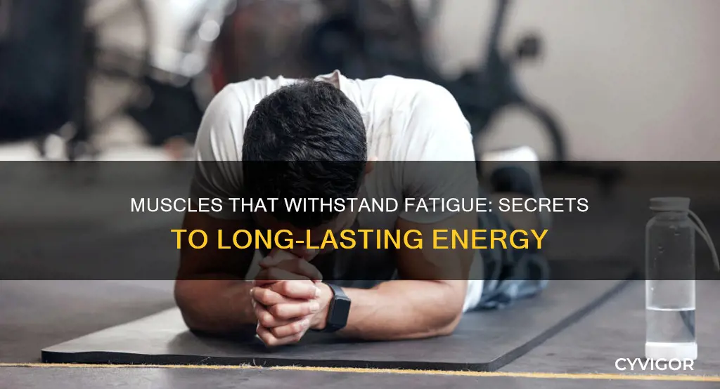 Muscles That Withstand Fatigue: Secrets To Long-Lasting Energy | CyVigor